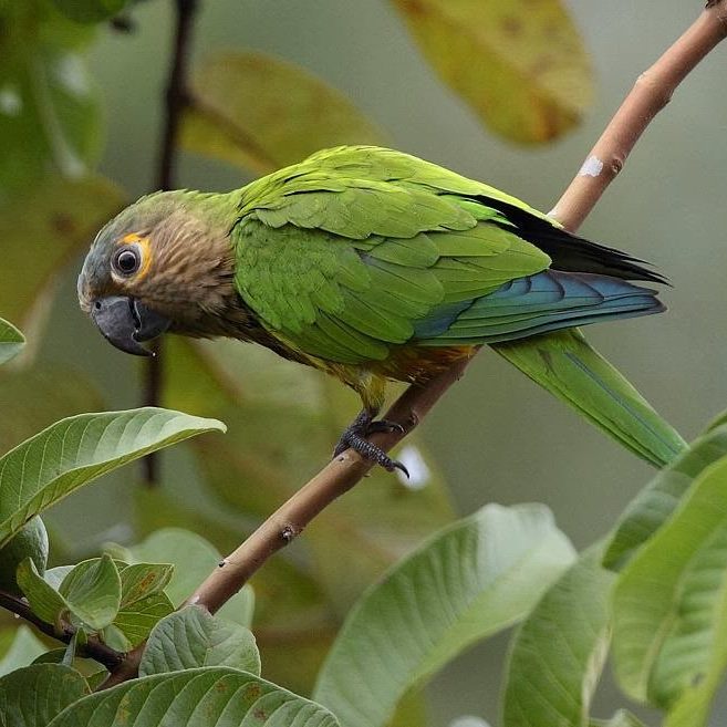 Nuestra comuna se armoniza entre jardines, aves y mariposas - Mi Comuna Dos